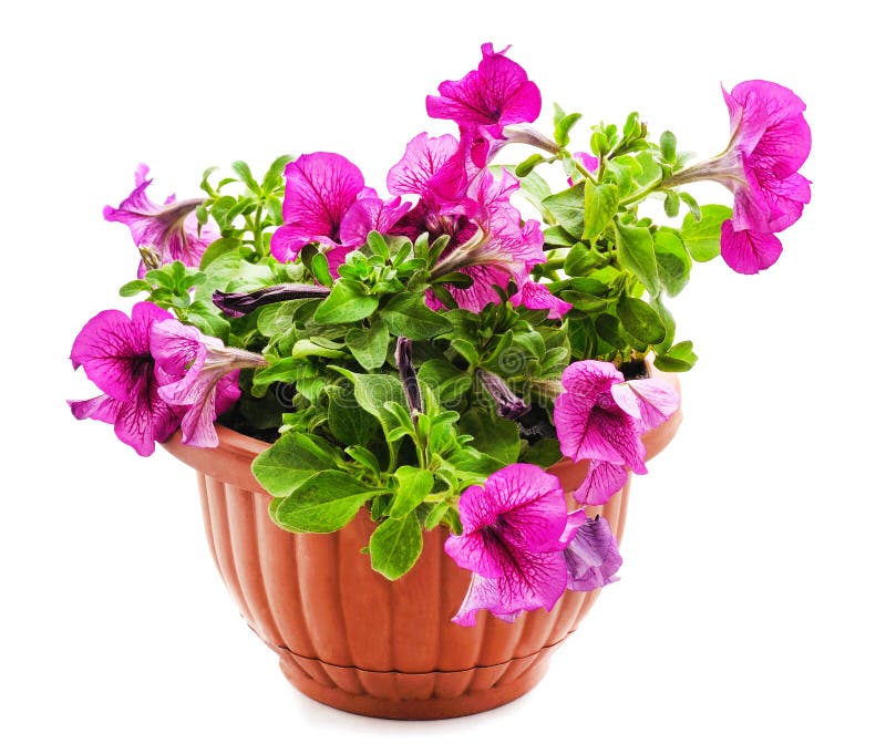 Purple petunia in the pot stock image. Image of hanging - 211390431
