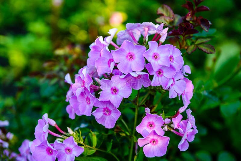 Purple Phlox Flowers on Flowerbed at Summer Stock Photo - Image of ...