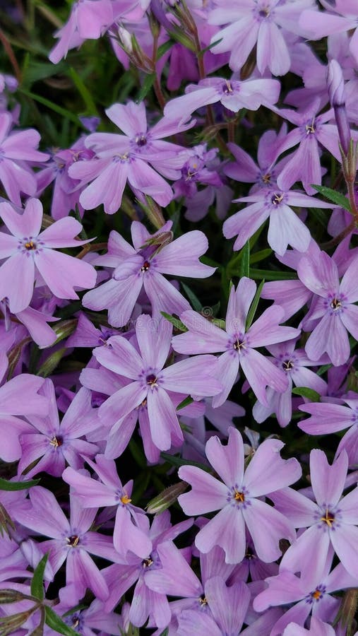 Purple Phlox Illuminated by the Spring Sun Stock Image - Image of ...