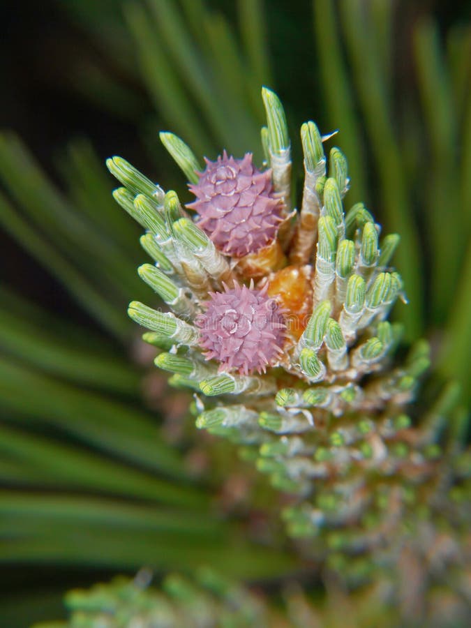Purple pine tree flower stock photo. Image of branch - 31547314