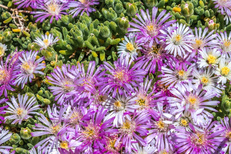 Purple and Pink Fynbos Flower in Bloom on Top of Table Mountain Stock ... Purple and Pink Fynbos Flower in Bloom on Top of Table Mountain Stock ...