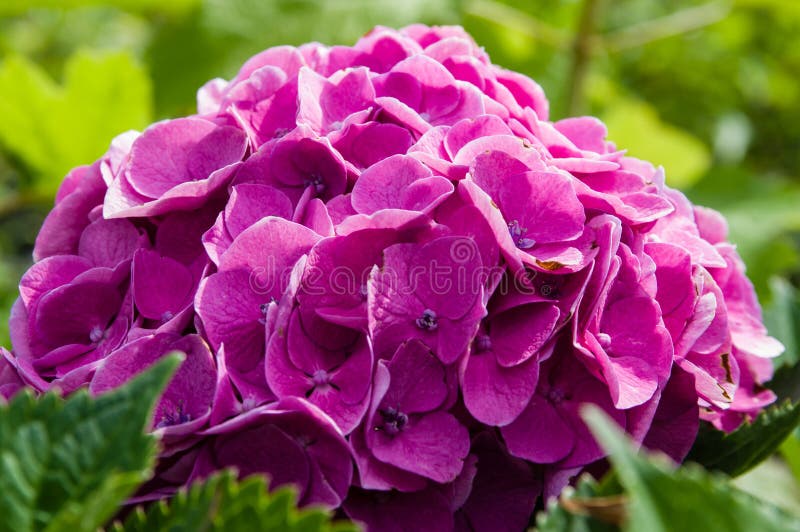 Purple or Pink Hydrangea Flowers Stock Image - Image of nature ...
