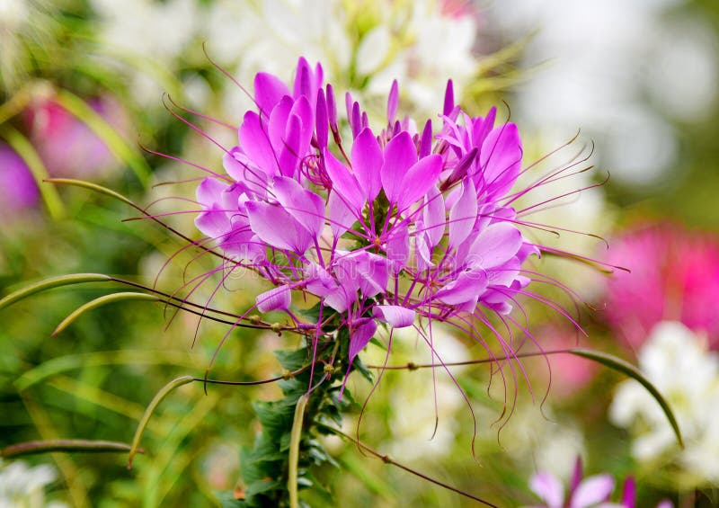 Java Tea, Kidney Tea Plant, Cat S Whiskers (Orthosiphon Aristatus ...