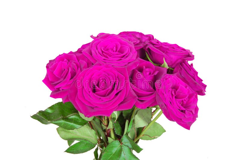Purple/pink roses stock image. Image of roses, purple - 24493635
