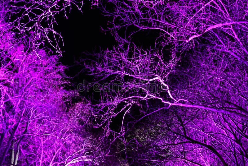 Purple and pink trees stock image. Image of colored - 156899293