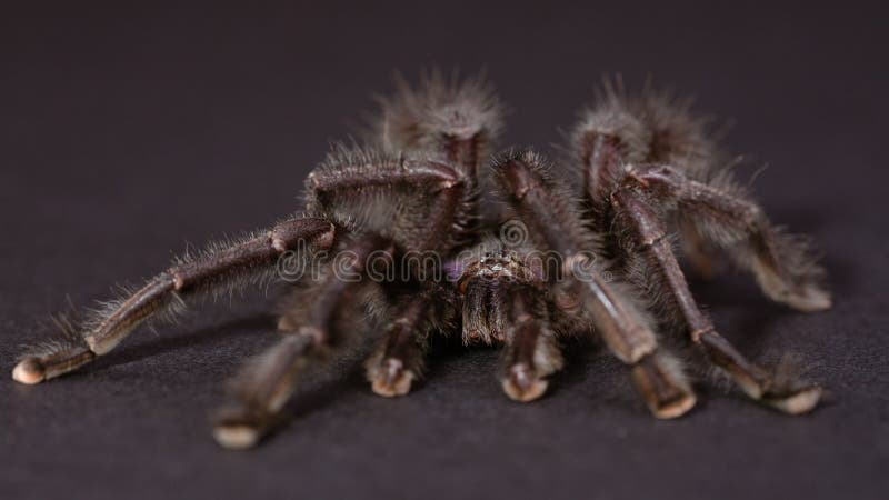 The Purple Pinktoe Tarantula Stock Image - Image of macro, dark: 19699391