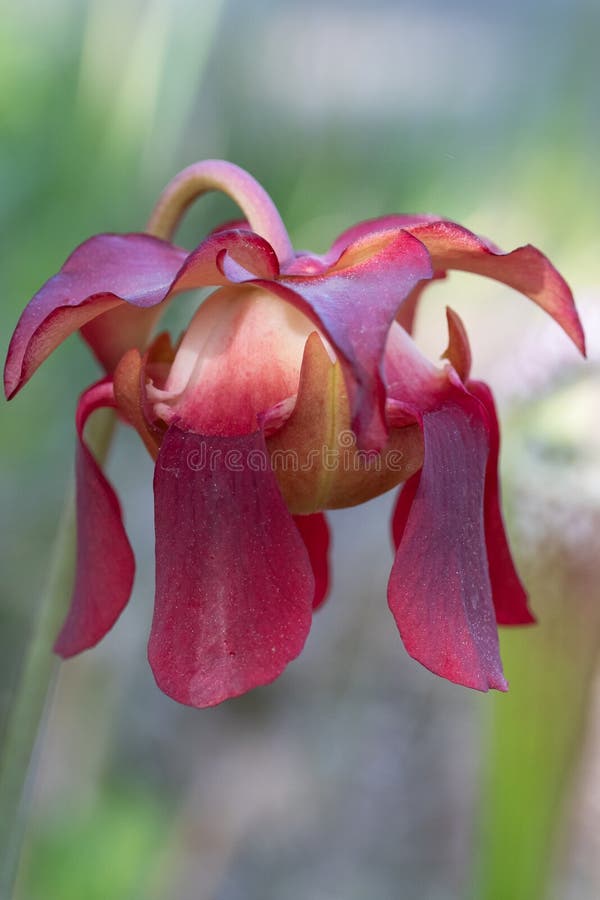 The Purple Pitcher Plant Needs a Boggy Environment. Stock Photo - Image ...