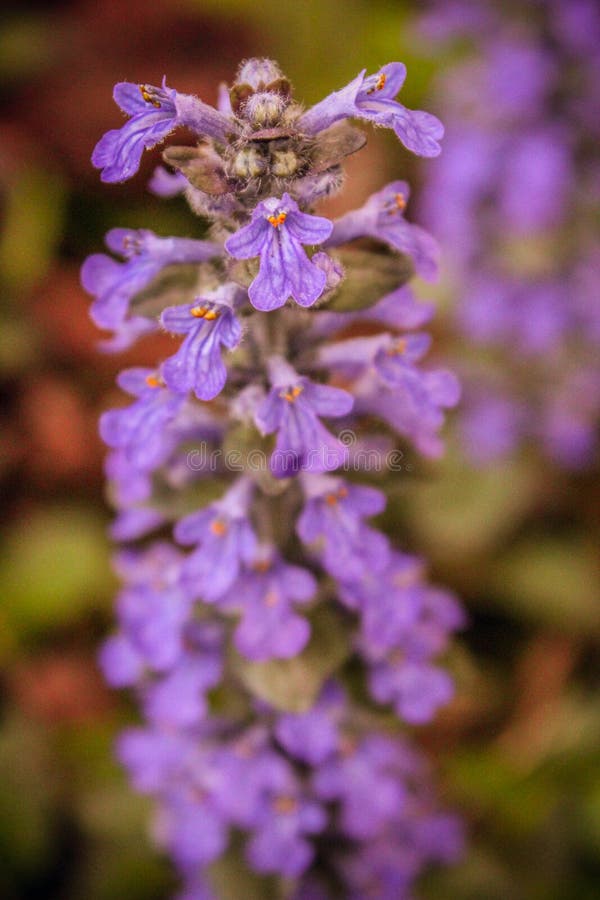 Purple plant stock photo. Image of plant, spring, outside - 94268160