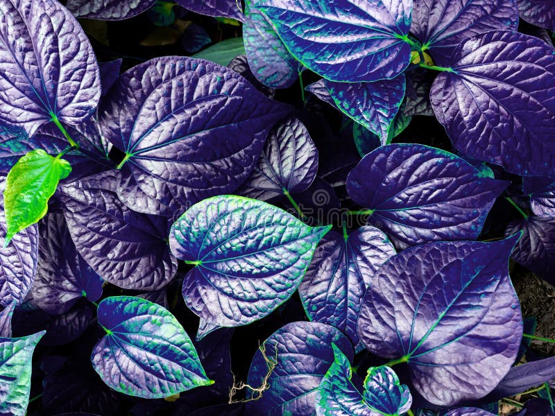 Purple Plants Leaves for Texture Background Stock Photo - Image of ...
