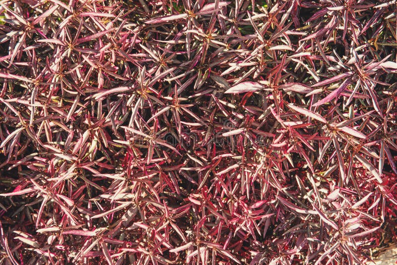 Purple Plants with Sharp Leaves Grow on the Ground. Plant Background ...