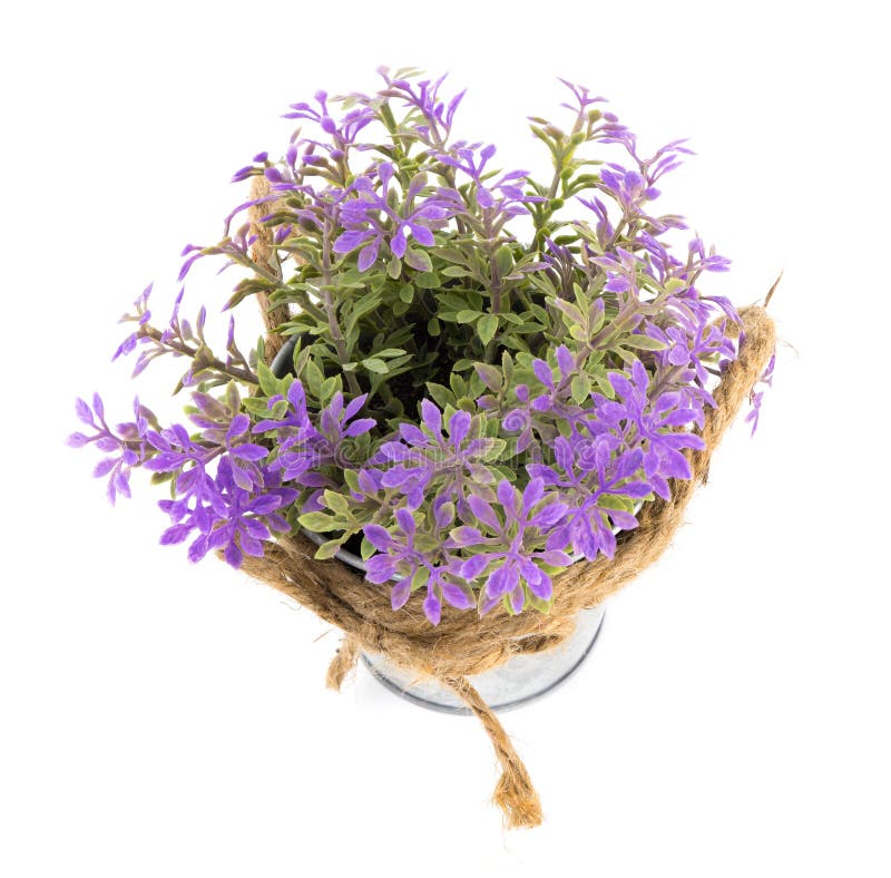 Purple Plastic Flower in a Metal Bucket Stock Photo - Image of spring ...