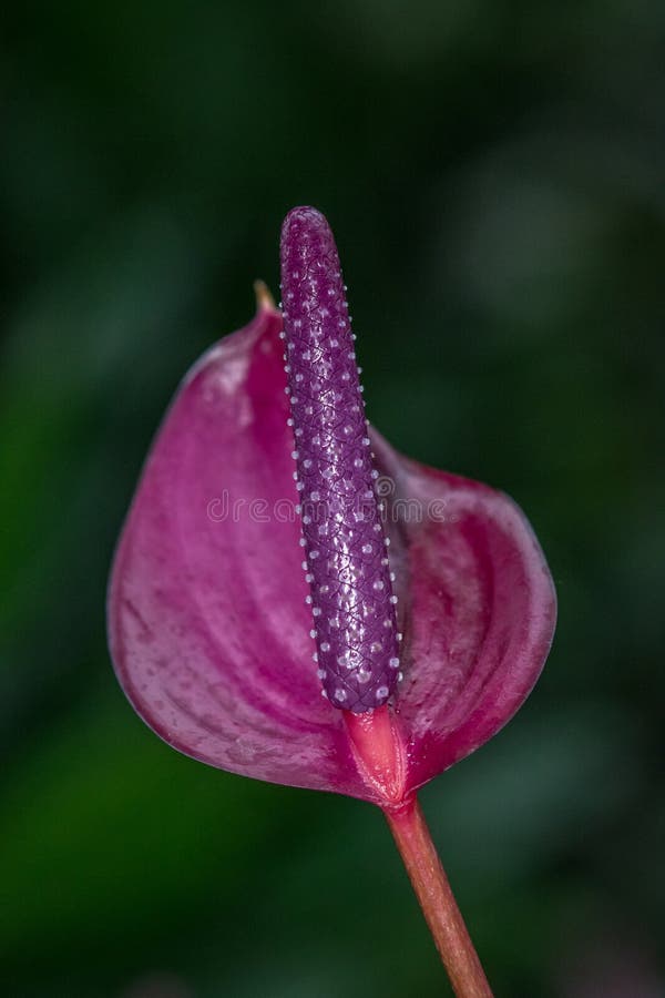 `Purple Plum` Araceae, Anthurium Tailflower Stock Image - Image of ...