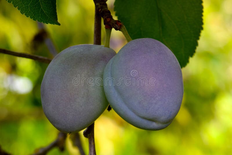Purple Plum Duo Hangs in the Fruit Tree 03 Stock Image - Image of tree ...