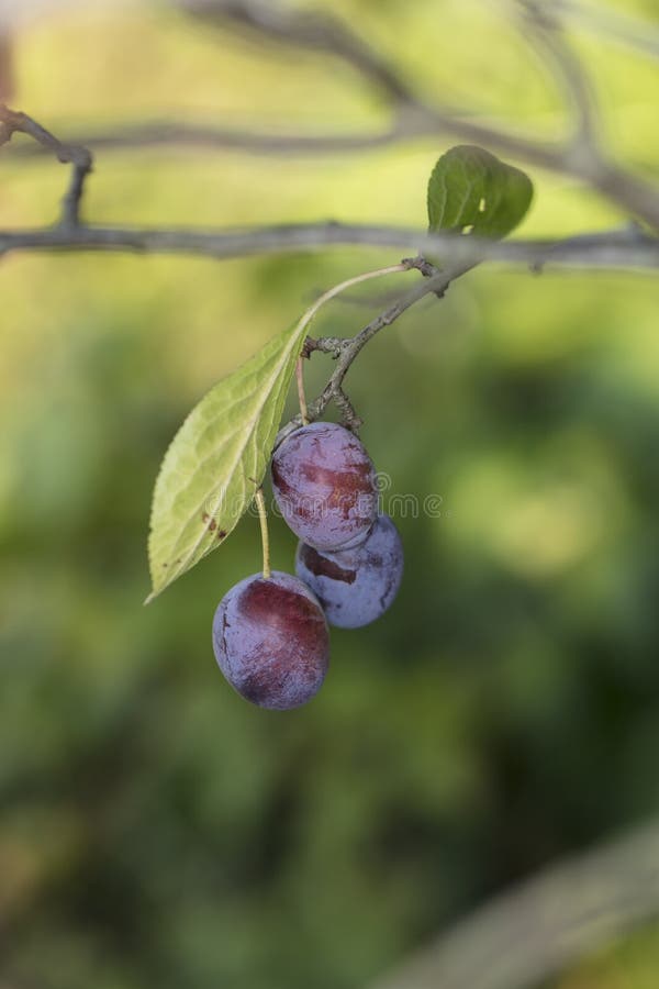 Purple Plum, Growing on the Tree Brunch Stock Photo - Image of fragrant ...