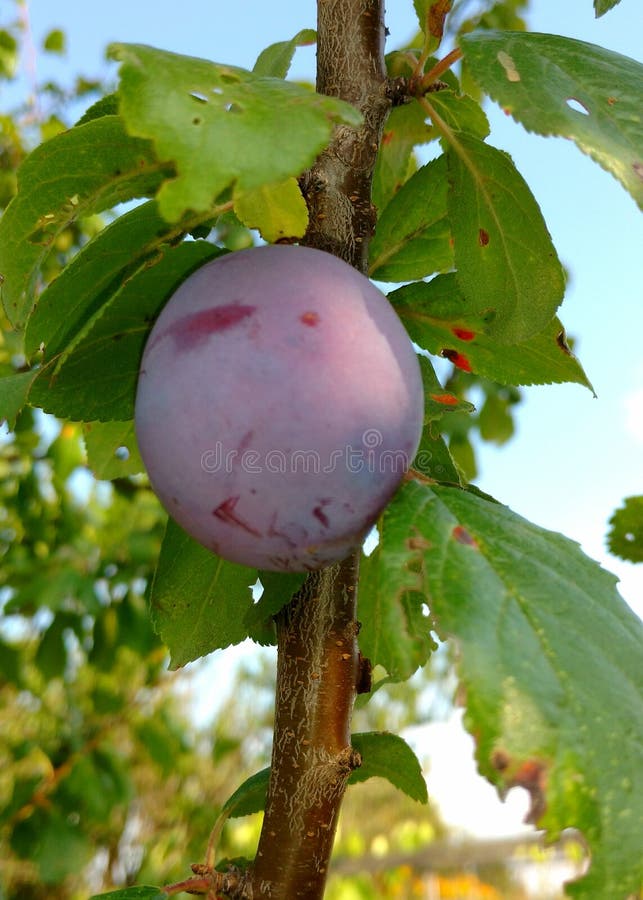 Purple plum. stock image. Image of zone, village, middle - 107034015