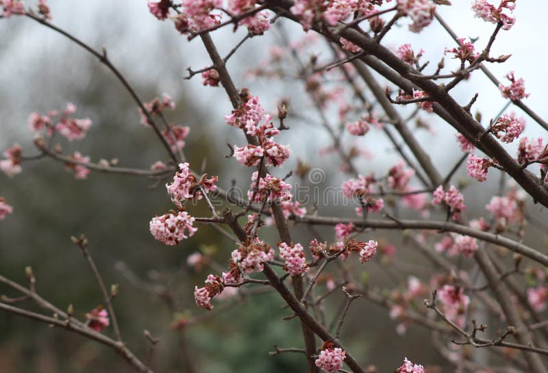 Purple Plum Tree Blooms in Spring Stock Photo - Image of blooming ...