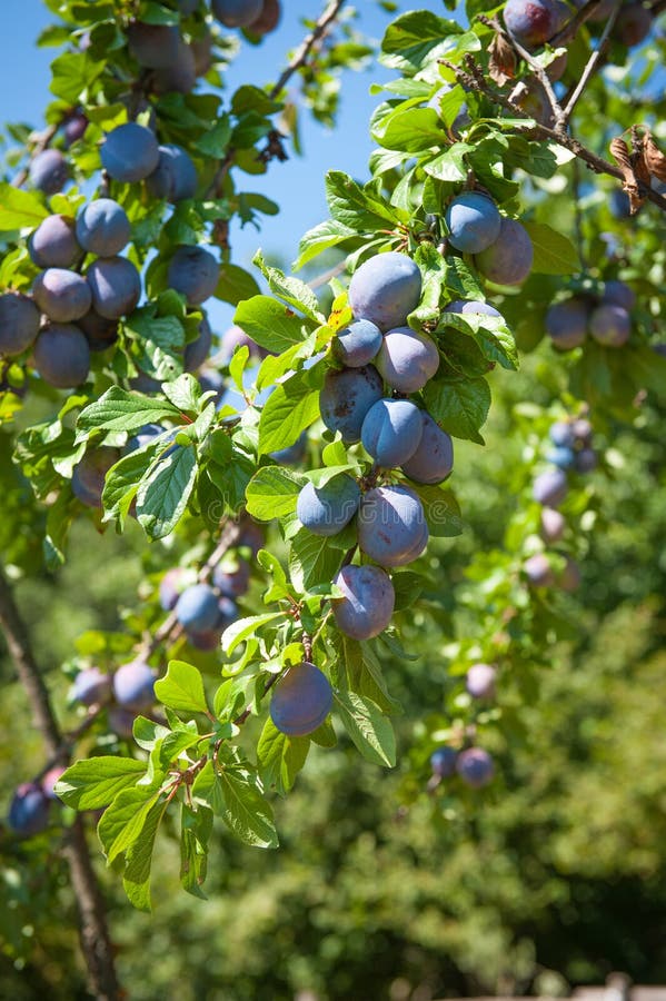Purple plum on tree branch stock photo. Image of focus - 58055954