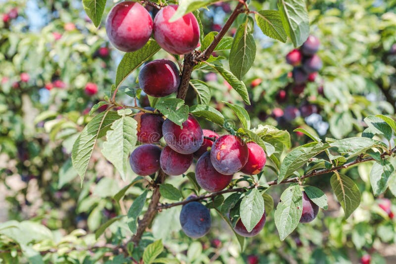 Purple Plums Ripening on a Tree Branch Stock Image - Image of ...