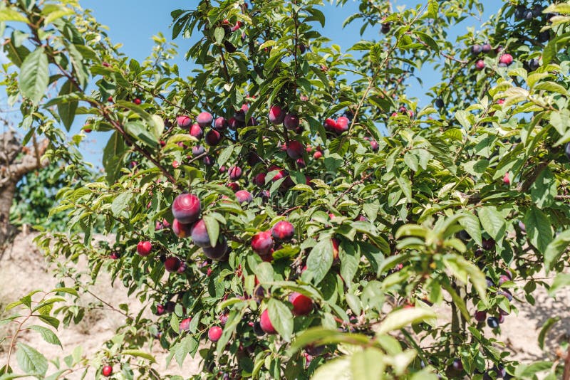 Purple Plums Ripening on a Tree Branch Stock Image - Image of gardening ...