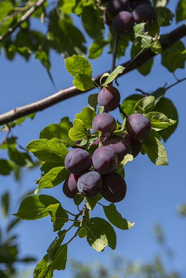 Purple plums on the tree stock image. Image of close - 341327883
