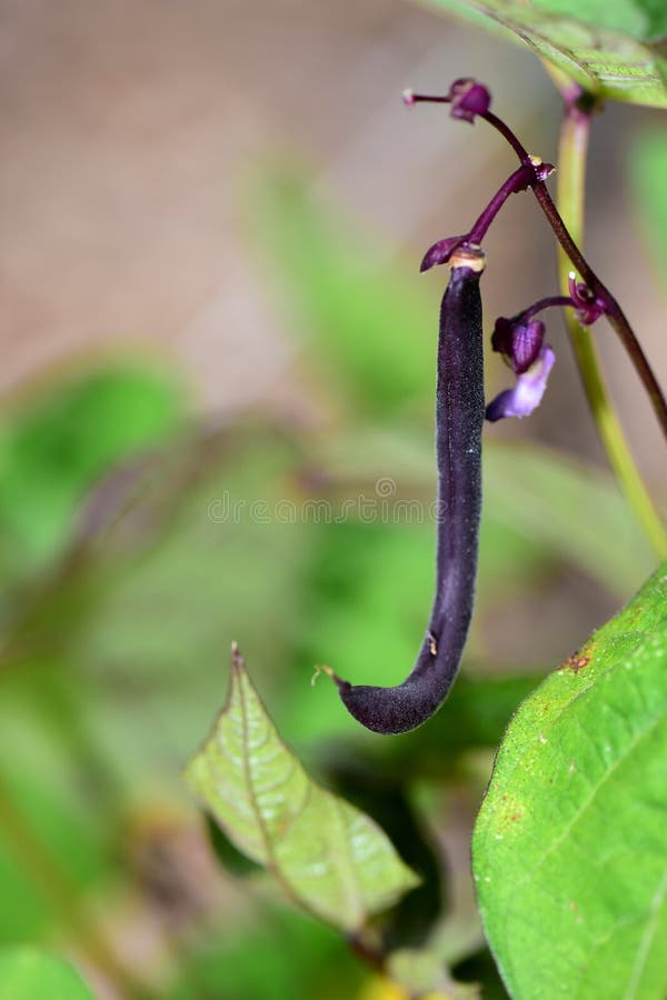Purple Pod stock photo. Image of edible, vine, lifestyle - 172134388