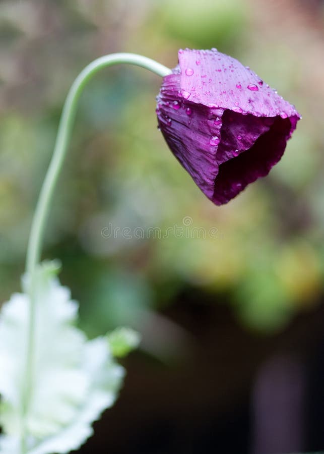 Purple Poppy stock image. Image of single, stem, poppy - 15780435