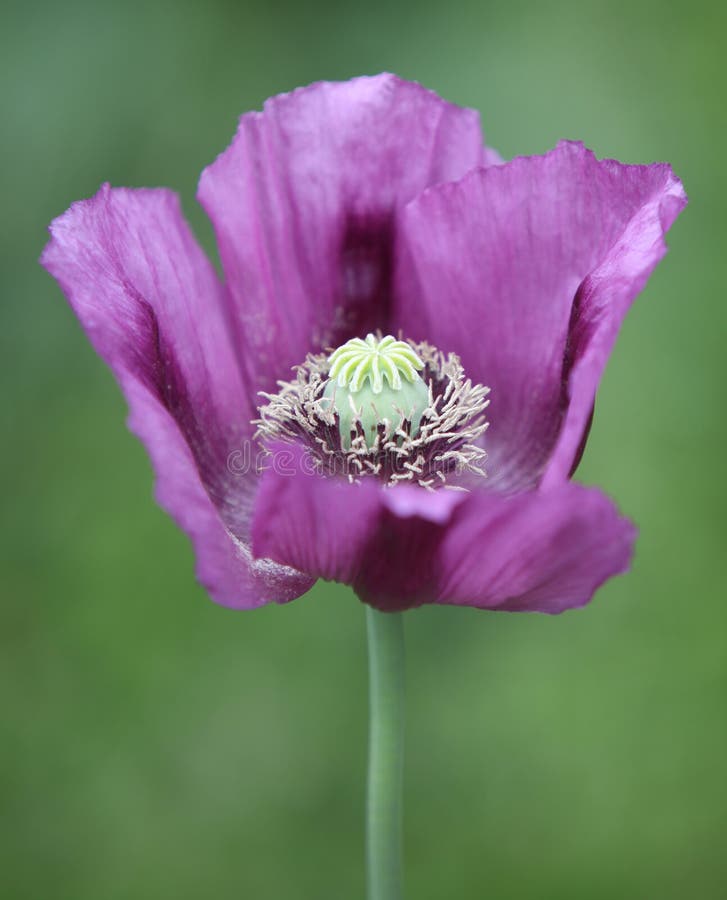 Pink poppy flower stock image. Image of light, growth, flower - 945983