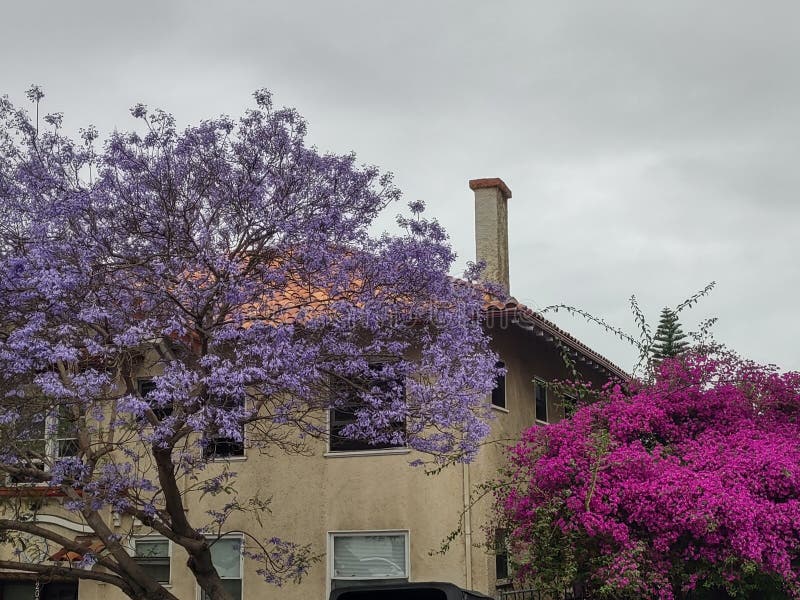 Purple pow stock photo. Image of branch, tree, purple - 250550146
