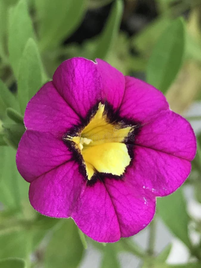 Purple power- abstract stock photo. Image of wisp, message - 6082022