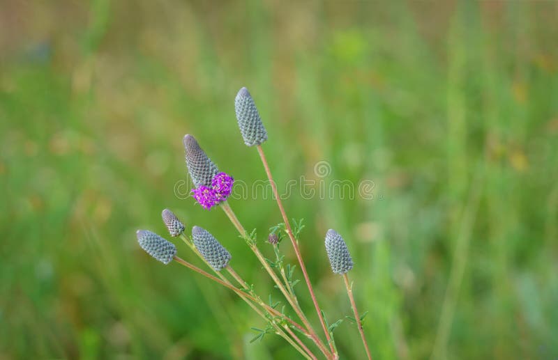 Purple Prairie Clover Dalea Purpurea Stock Photo - Image of plant ...