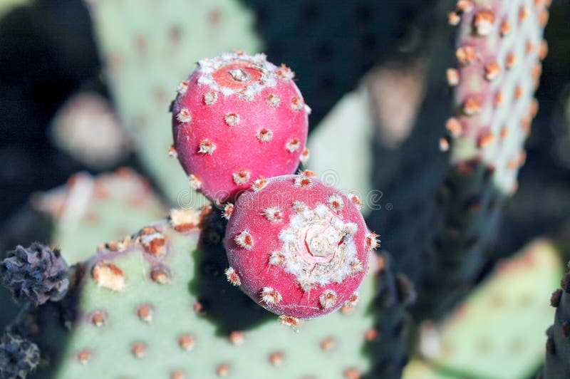 Purple prickly pears stock photo. Image of country, grand - 71858918