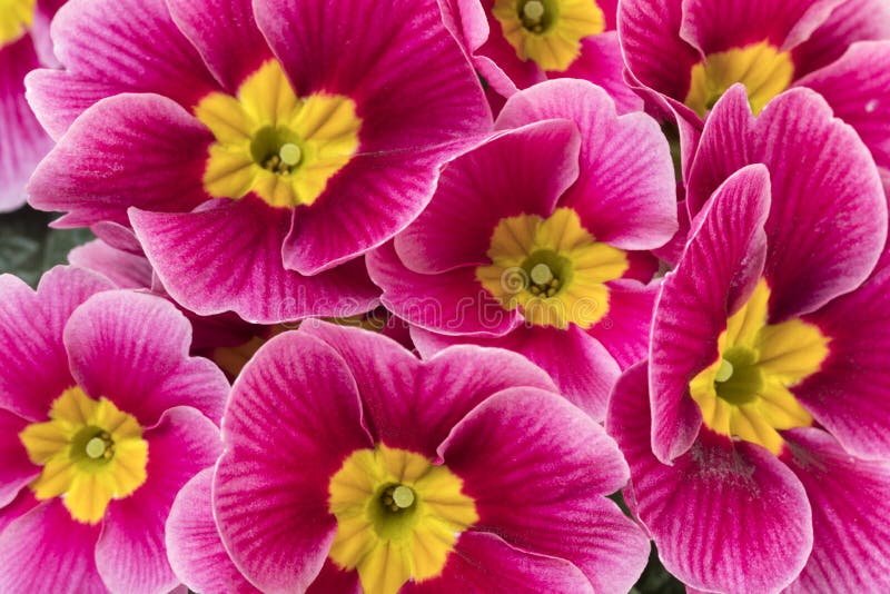 Purple primrose stock image. Image of motherland, style - 92508023
