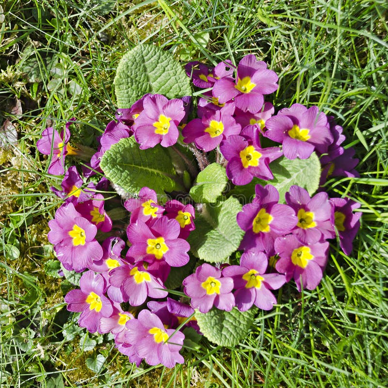 Purple primrose stock image. Image of primrose, garden - 69572473