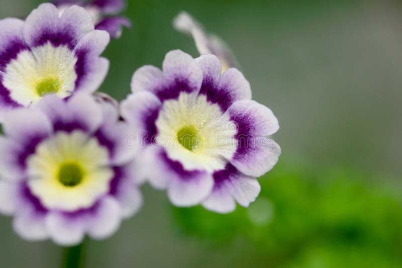 Purple Primrose stock photo. Image of europe, england - 209502928