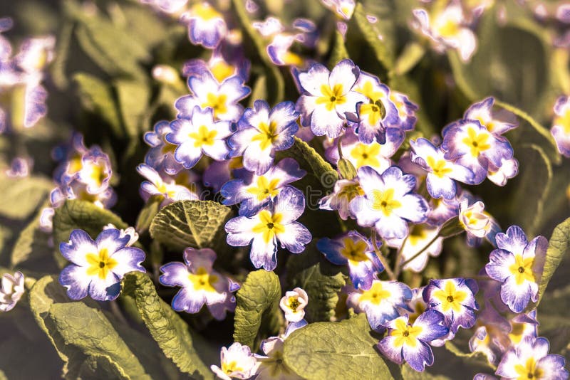 Purple Primrose Flowers in the Garden Stock Image - Image of field ...
