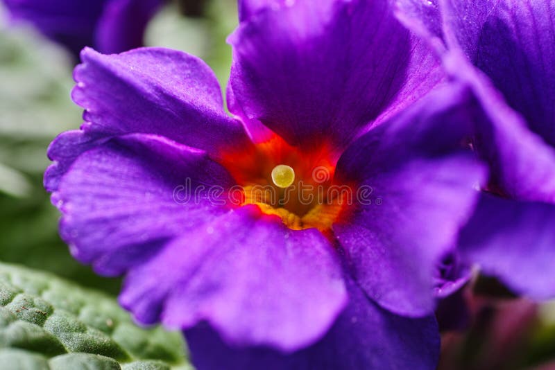Macro of Dark-purple Primrose Bloom Vivid Color Stock Image - Image of ...