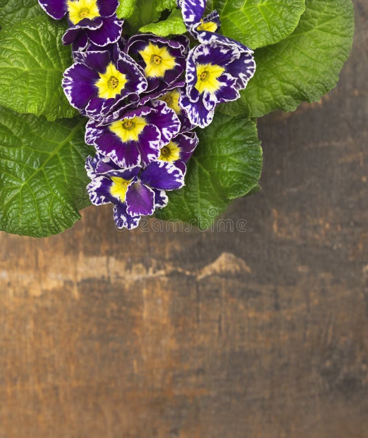 Purple primrose stock image. Image of motherland, style - 92508023