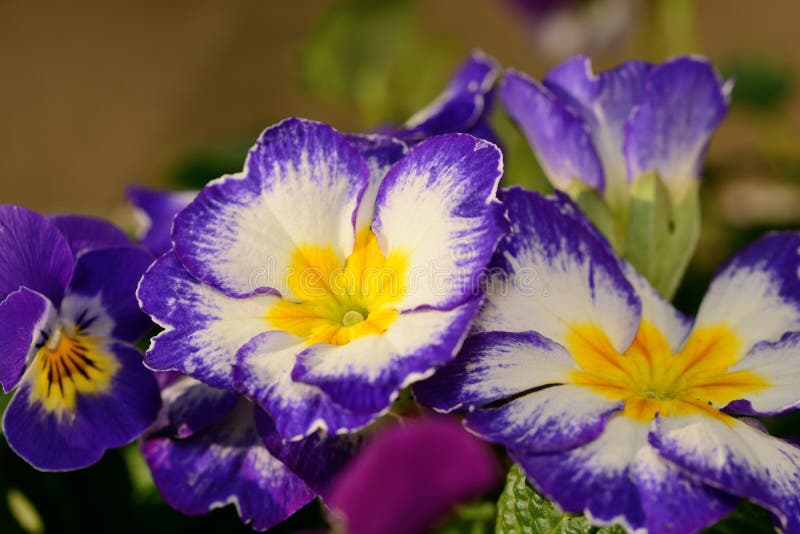 Purple primroses stock photo. Image of primroses, garden - 92981490