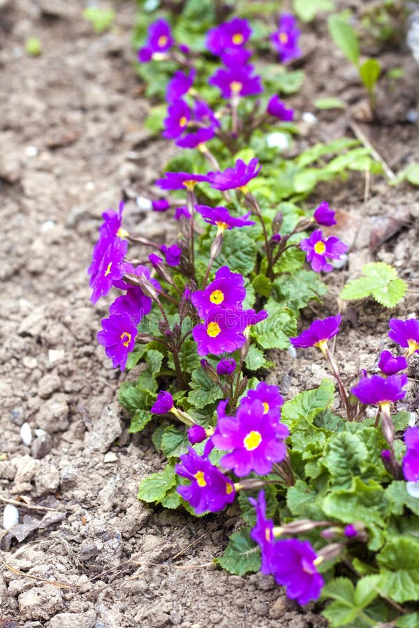 Group Of Purple Primroses In Bloom Stock Image - Image of springtime ...
