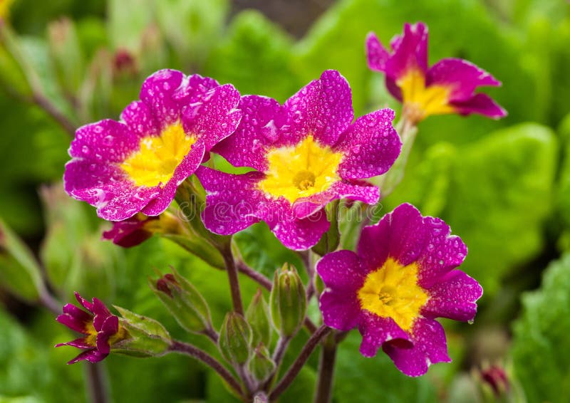 Purple primula flower stock photo. Image of bunch, aroma - 68892644