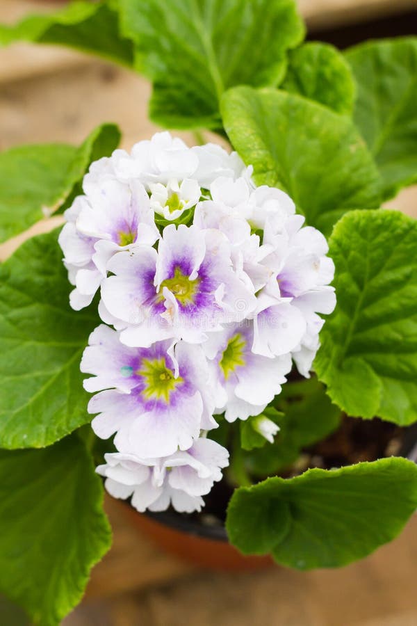 Purple primula stock photo. Image of garden, young, potted - 30177414