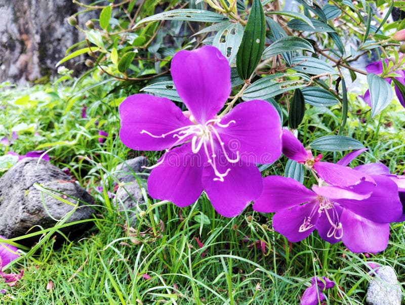 Purple Princess flowers stock photo. Image of plant - 379882890
