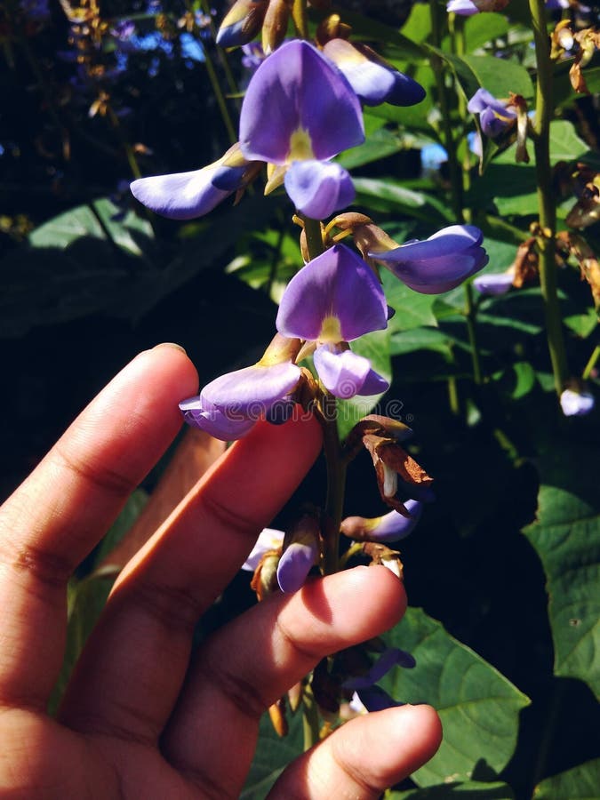 The purple stock photo. Image of flower, purple, bloom - 120347764