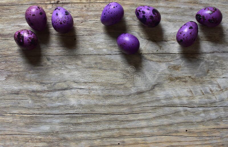 Purple Quail Eggs in a Row on a Wooden Background Copy Space. Stock ...