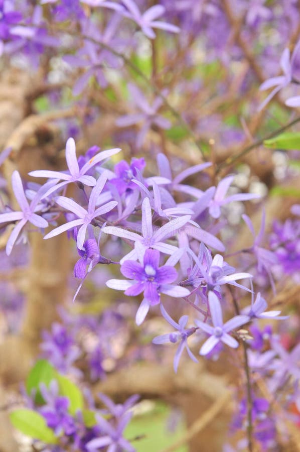 Purple Queen Flower stock image. Image of culture, drops - 77334993