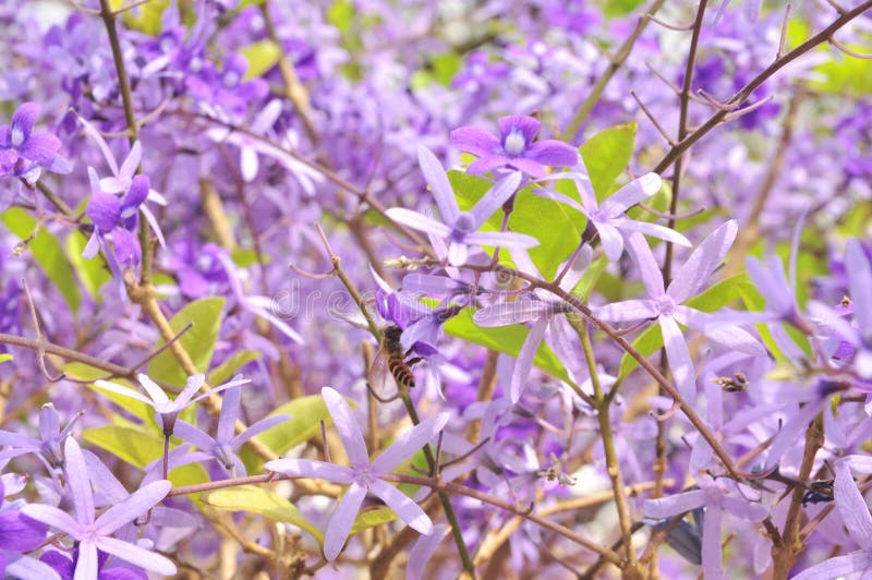 Purple Queen Flower stock photo. Image of nature, architecture - 77335144