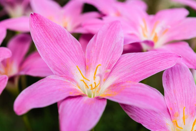 Purple rain lily flower stock photo. Image of fragrant - 93074606