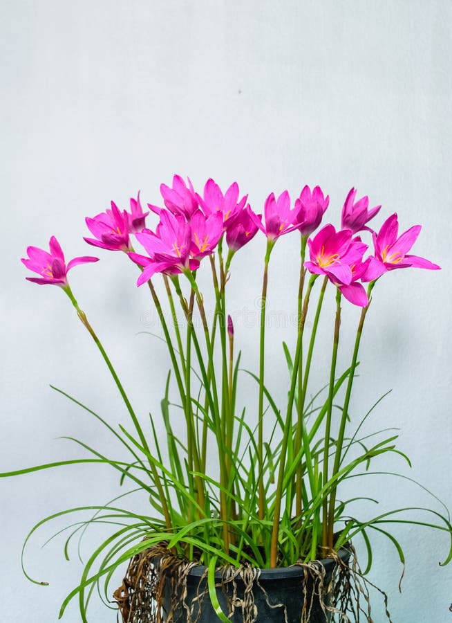 Purple rain lily flower stock photo. Image of bloom, nectar - 93074594