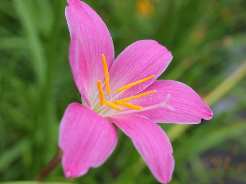 The Purple Rain Lily Flower Stock Photo - Image of grandiflora ...