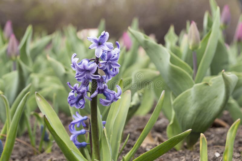 Purple Rain Plants in the Spring Time Stock Photo - Image of nature ...
